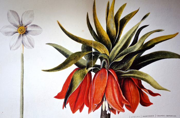 Daffodils that come before the swallow dares… | The Art Blog by Mark ...